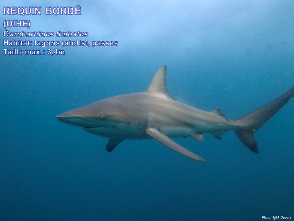Observatoire des requins de Polynesie – Les requins observés